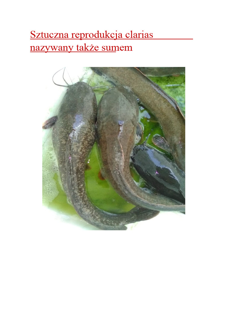 Sztuczna Reprodukcja Clarias | PDF