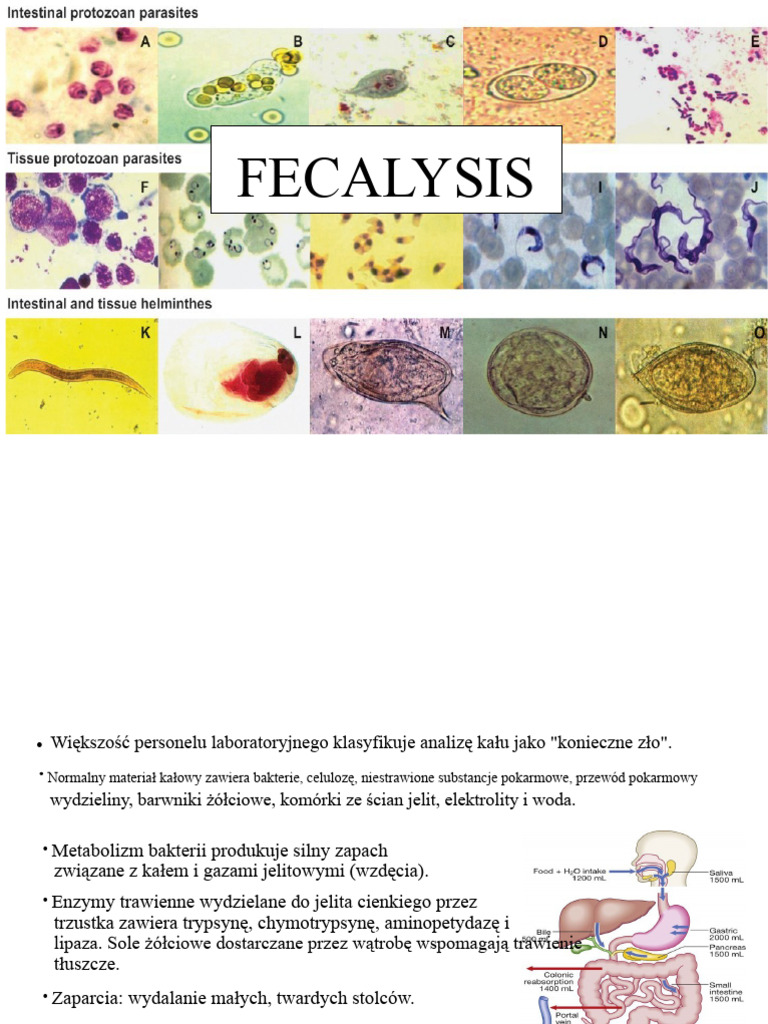FECALYSIS.pptx | PDF