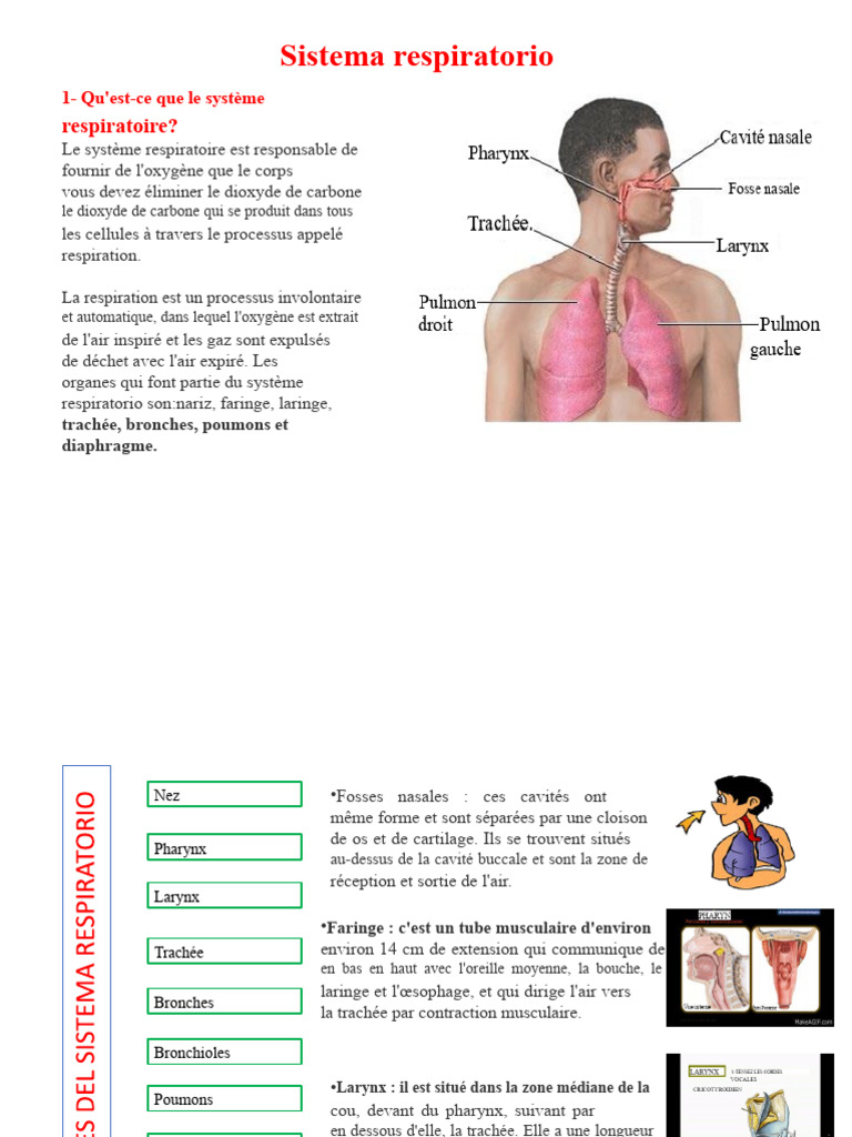 Comprendre le système respiratoire | PDF | Système respiratoire | Poumon