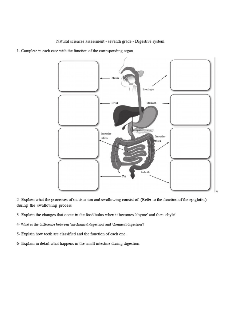 Natural Sciences Assessment, Seventh Grade, Digestive System | PDF