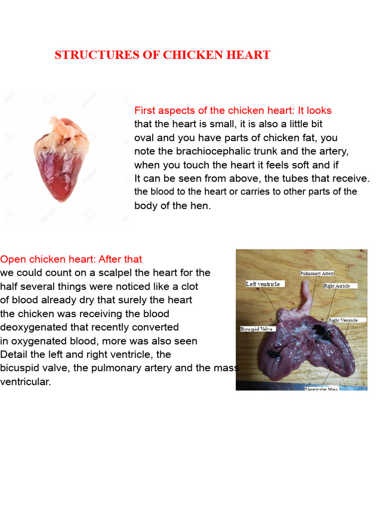Anatomy and Function of Chicken Heart | PDF