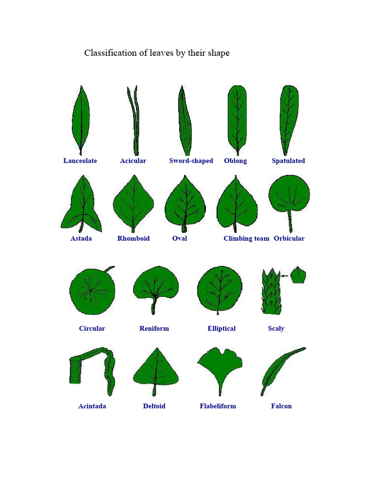 Classification of leaves by their shape | PDF