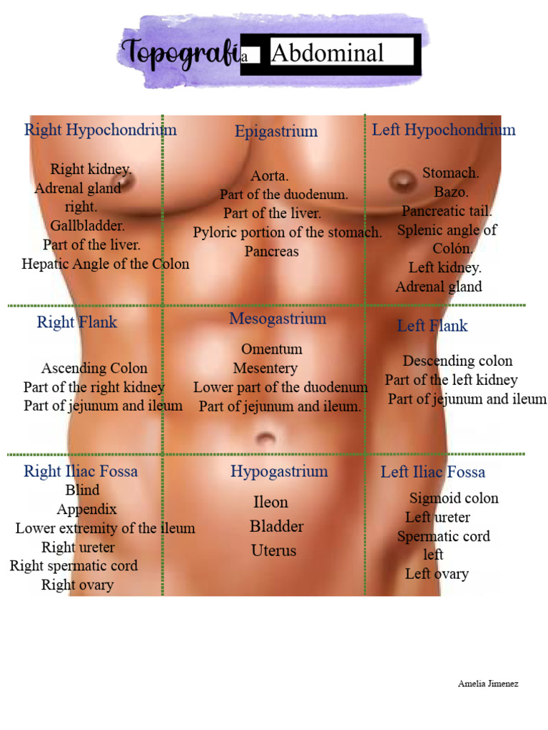 Topography of The Abdomen | PDF