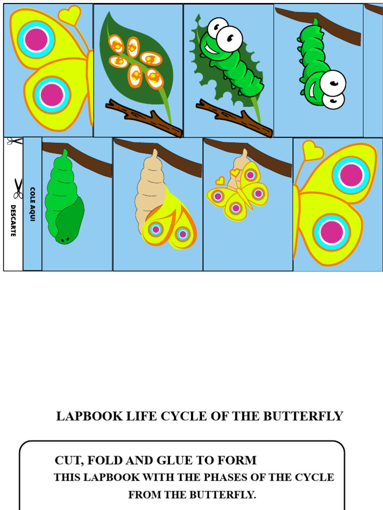 Colorful butterfly life cycle lapbook | PDF