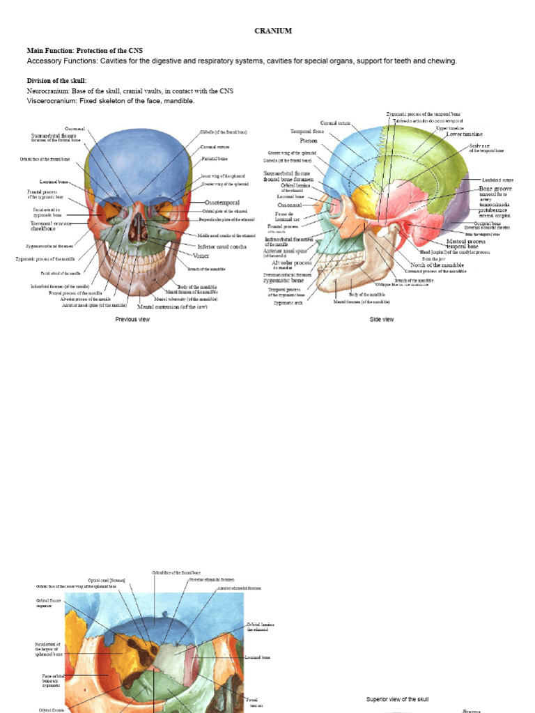 summary of the skull bones and their anatomical features (1).docx | PDF ...