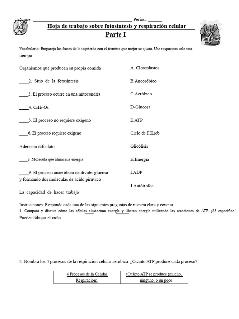 Hoja de Trabajo de Revisión Sobre Fotosíntesis y Respiración | PDF ...