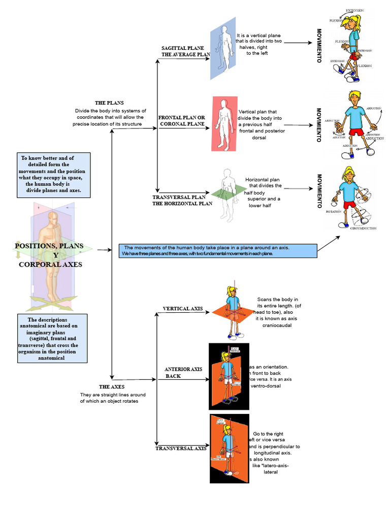 PLANES AND BODY AXES | PDF | Anatomical Terms Of Location | Rotation