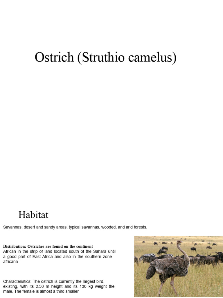 Ostrich | PDF | Foods | Animal Feed