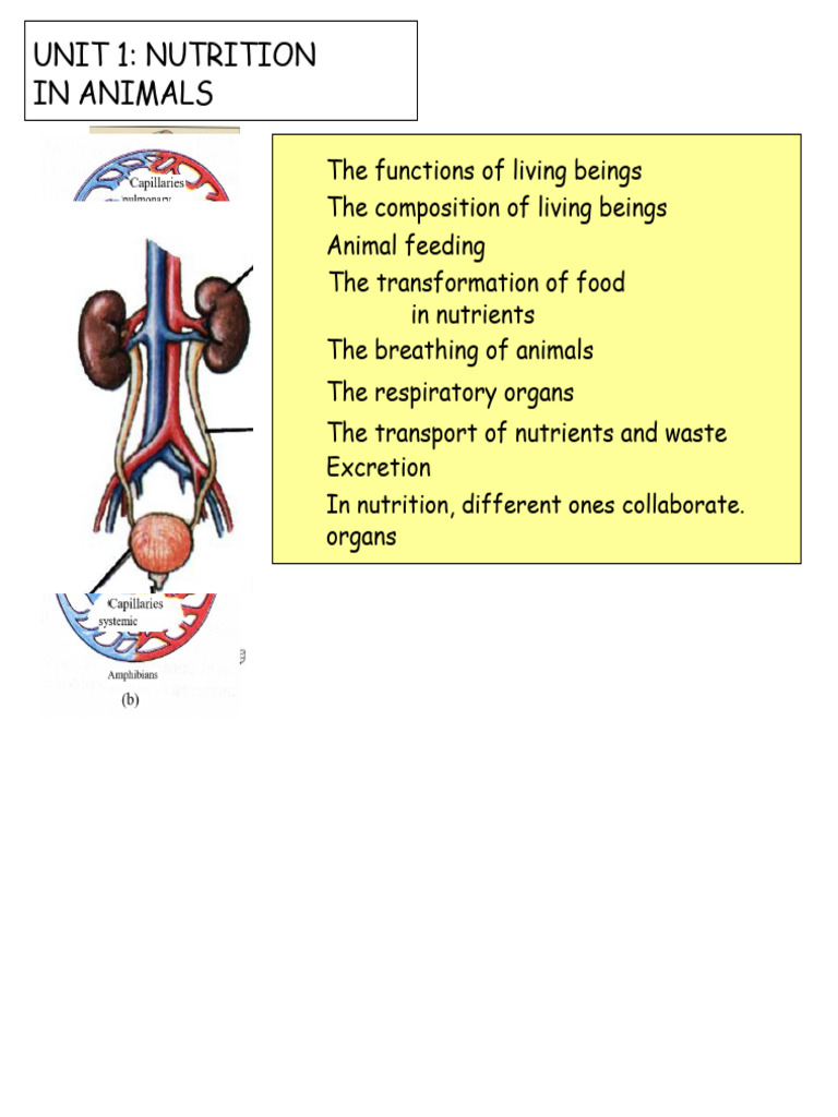 Animal Nutrition and Vital Functions | PDF | Nutrition | Diet & Nutrition