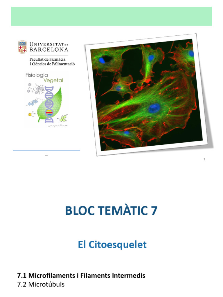 Tema 7.1_Citoesquelet_2025-26 | PDF