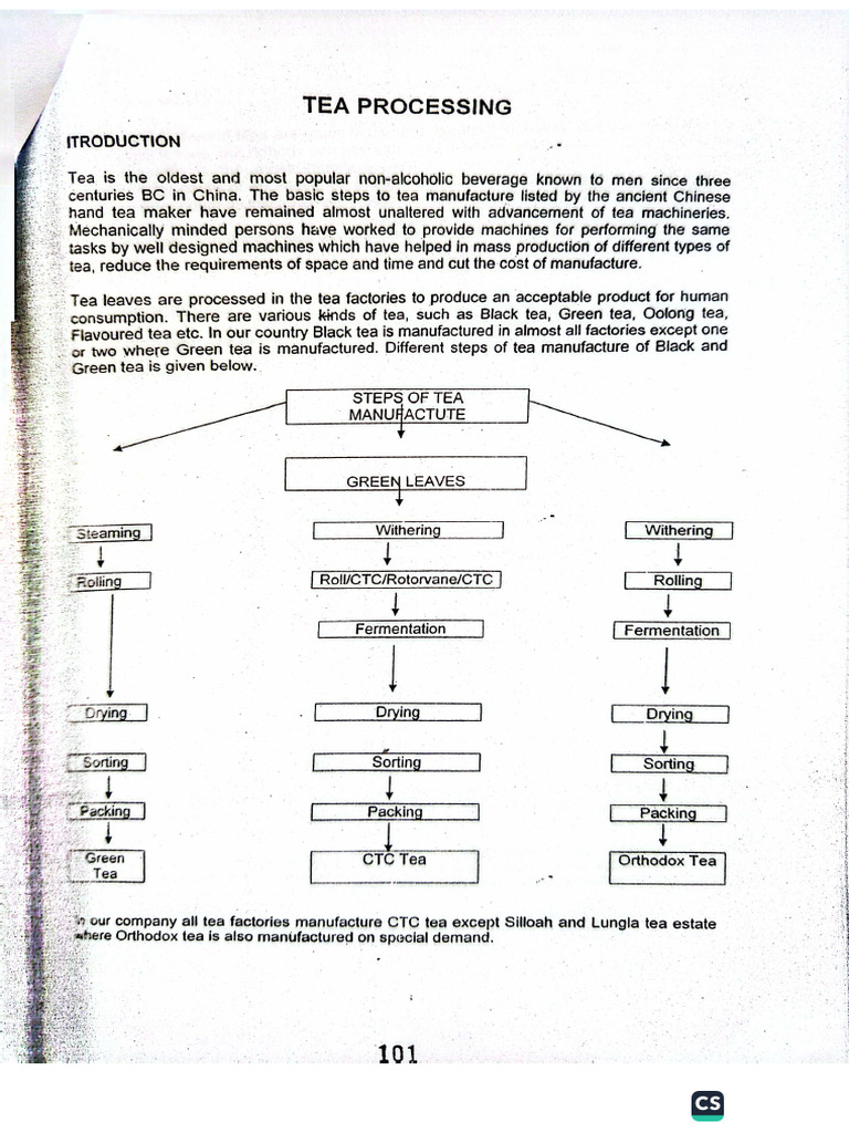 Tea Processing and Pruning | PDF