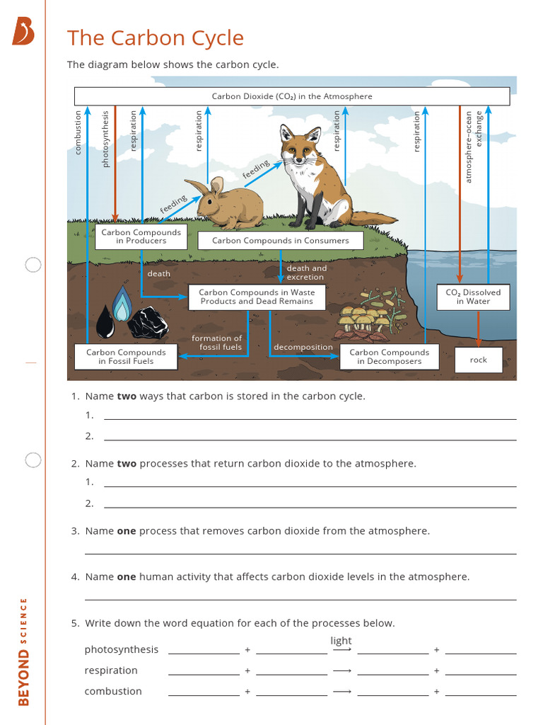 The Carbon Cycle Homework Sheet | PDF | Carbon Cycle | Carbon Dioxide