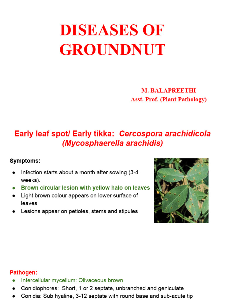 Groundnut Disease Management Guide | PDF | Organisms | Branches Of Botany