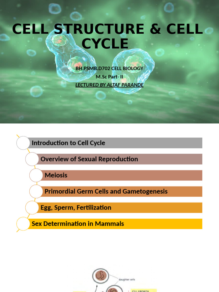 Cell Structure & Cell Cycle | PDF