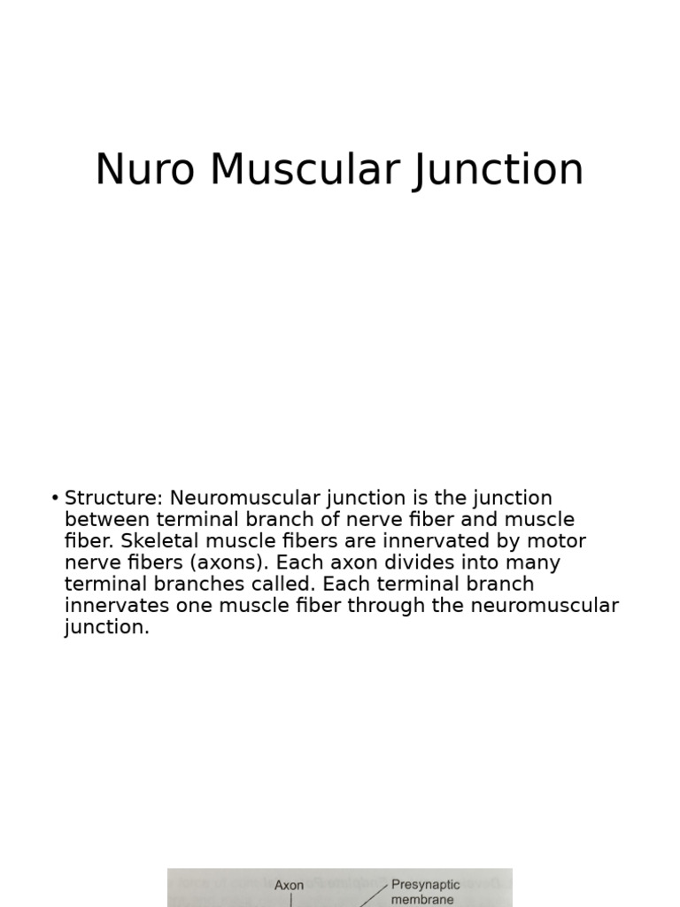 Neuro Muscular Junction | PDF