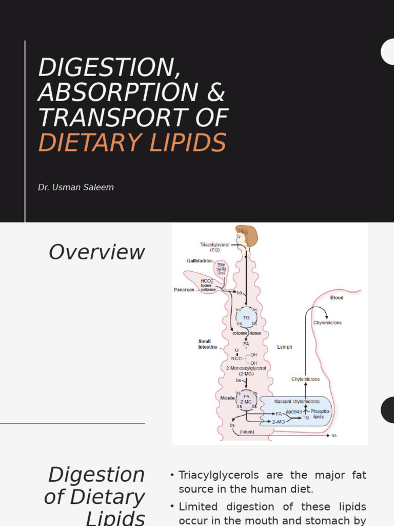 Lipids Digestion | PDF | Digestion | Cholesterol