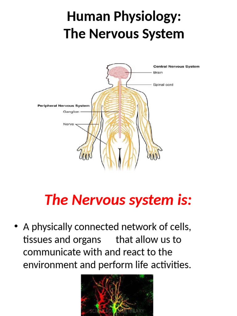 Human Body Nervous system | PDF | Nervous System | Neuron