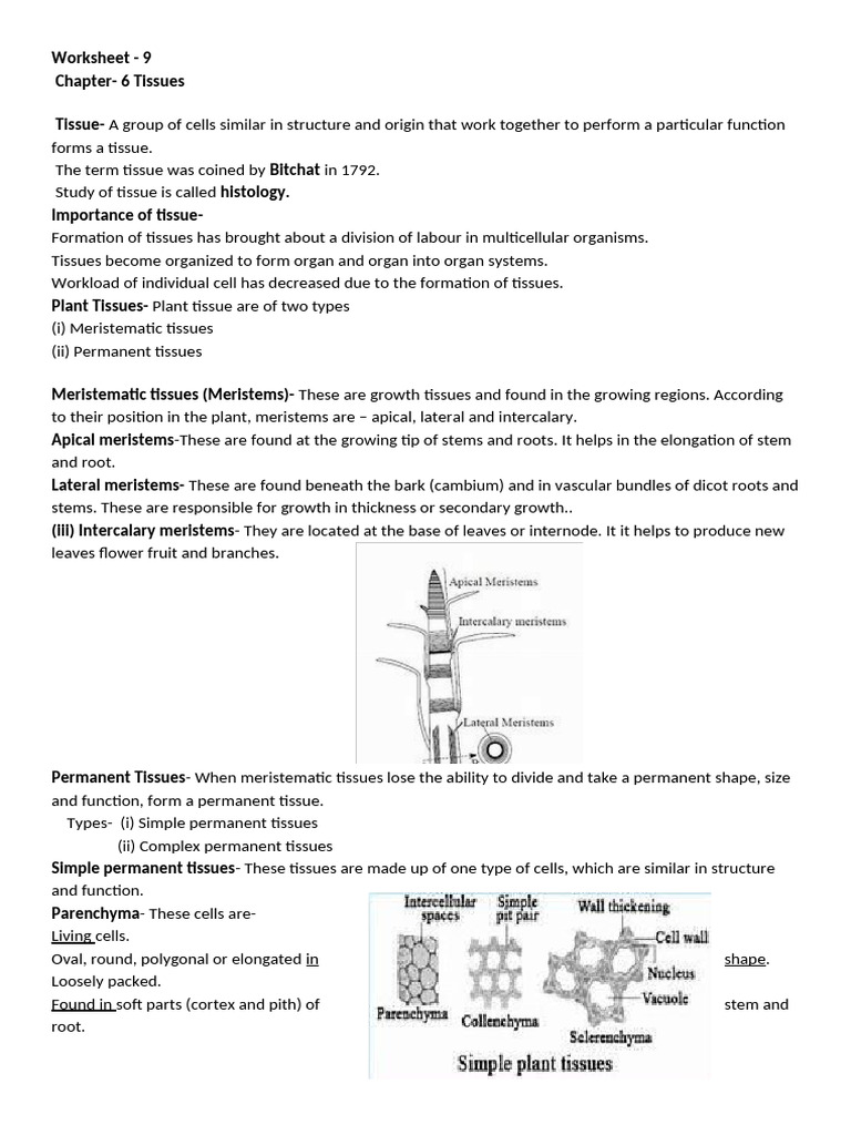 Overview of Plant Tissues and Functions | PDF | Tissue (Biology ...