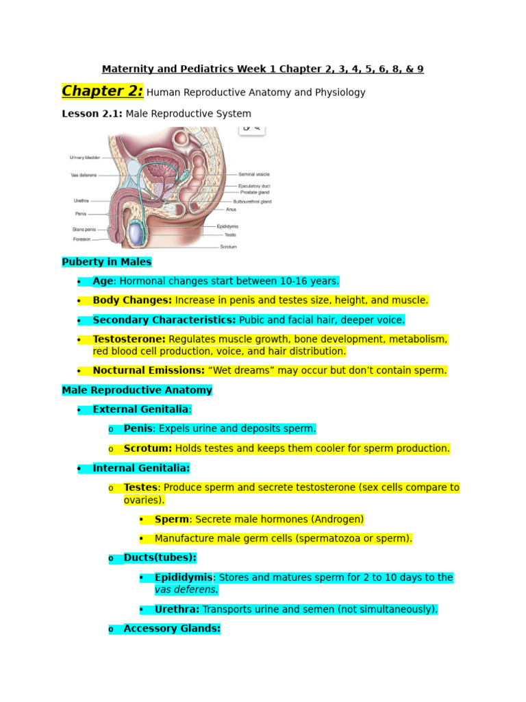 Maternity and Pediatrics: Reproductive Anatomy | PDF | Childbirth ...