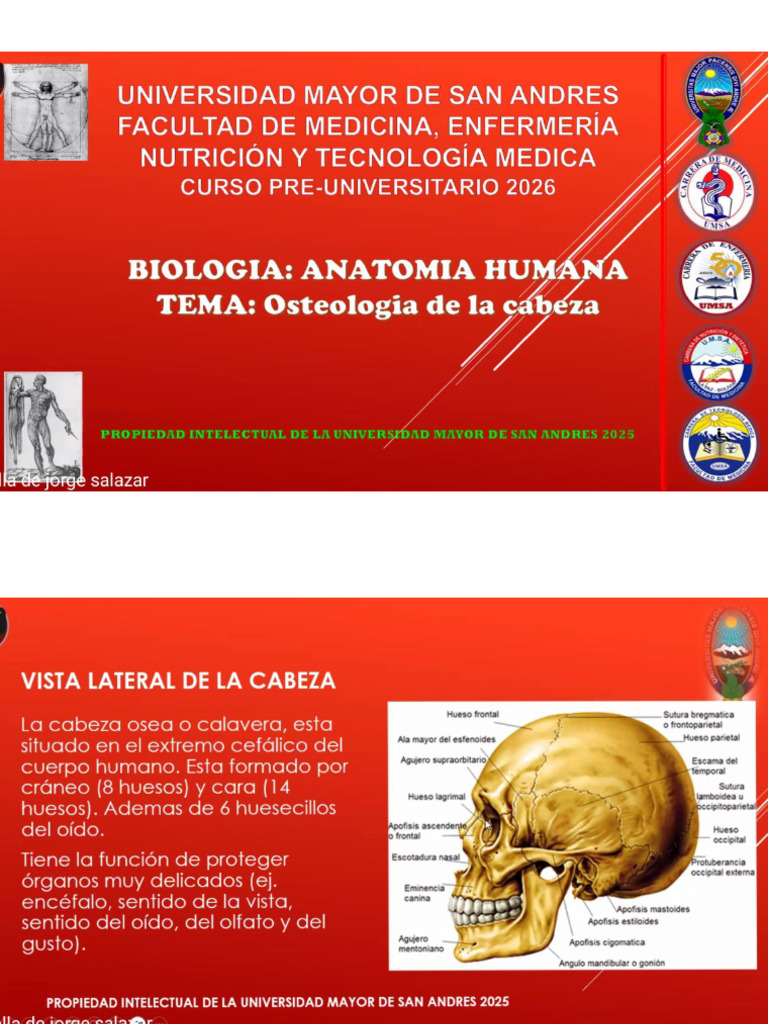 ANATOMÍA HUMANA - Osteología de La Cabeza | PDF