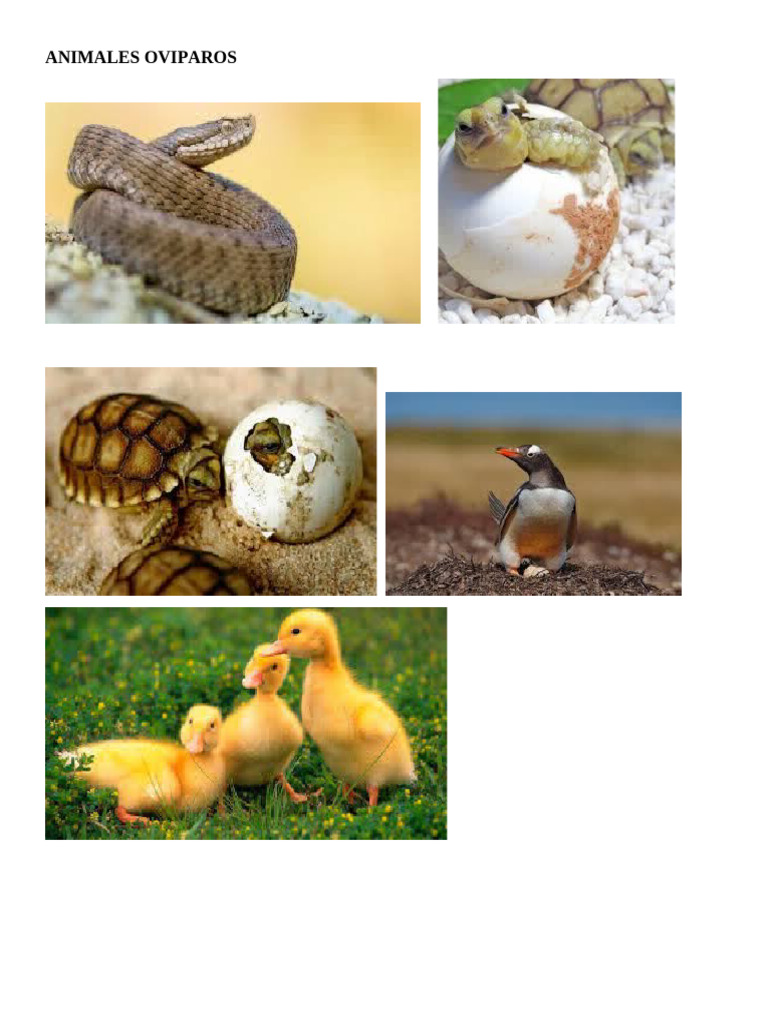 Animales Oviparos, Hervivoros, Carnivoros | PDF