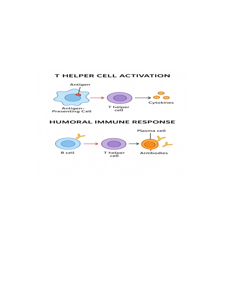 T Helper and Humoral Response Diagram | PDF