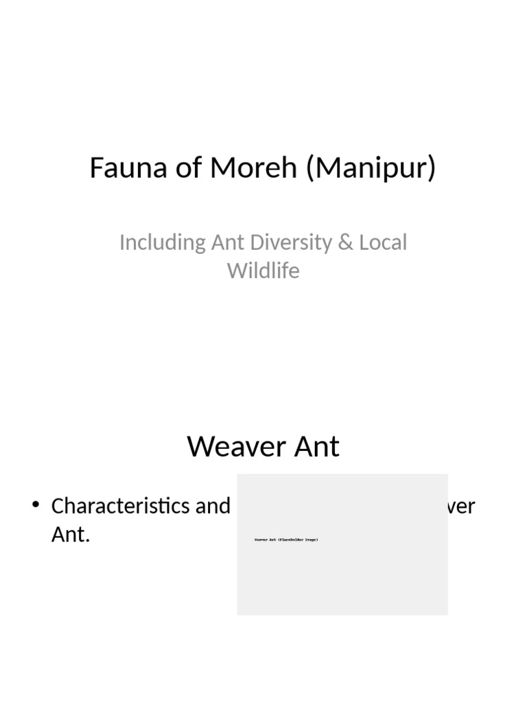 Ants and Wildlife of Moreh, Manipur | PDF