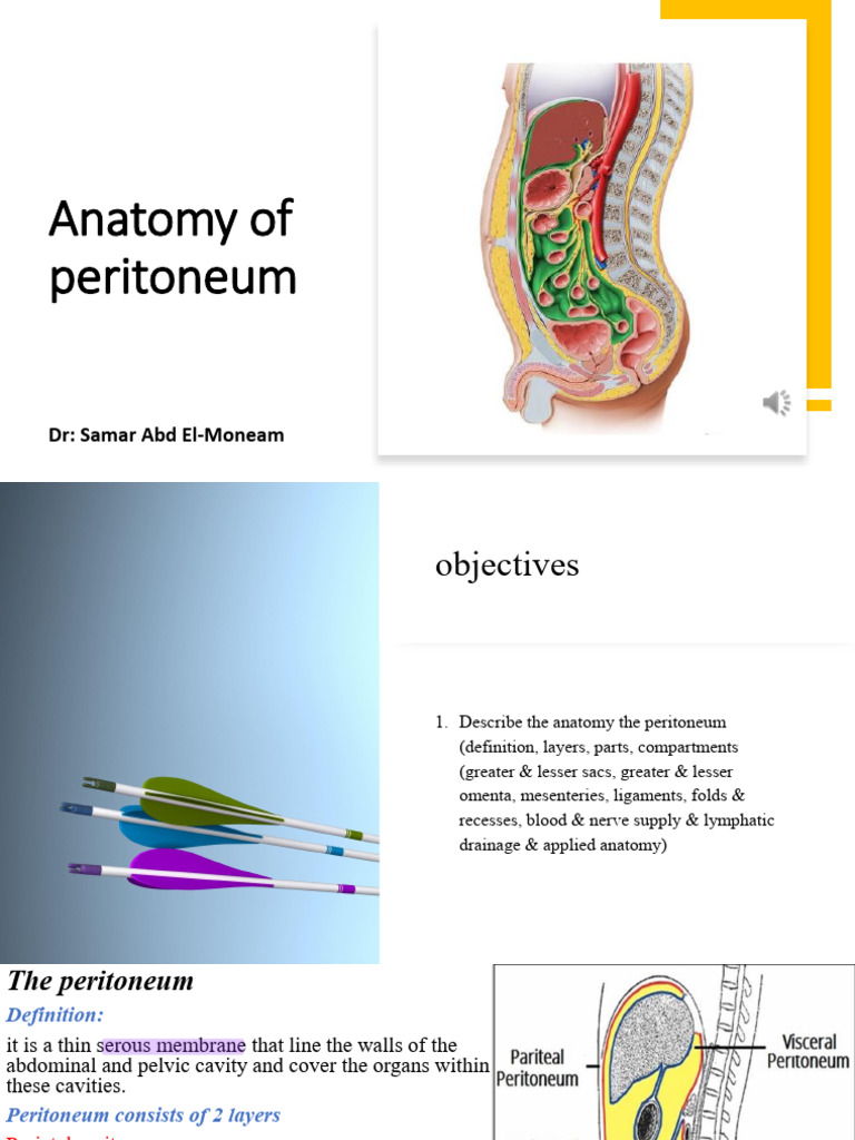 Peritoneum | PDF | Peritoneum | Stomach
