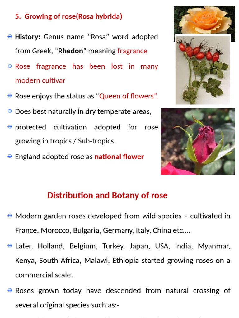 Ornamental Crop Production & Management (Rose) | PDF | Rose | Hydroponics