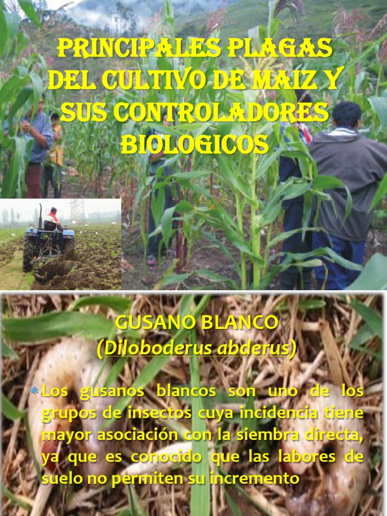 Principales Plagas Del Cultivo de Maiz y Sus | PDF | Maíz | Insectos