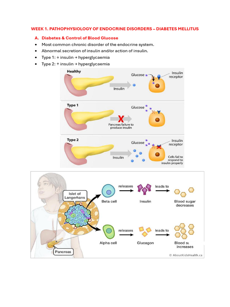 Human Pathophysiology 2 Week 1 Diabetes | PDF | Diabetes | Insulin