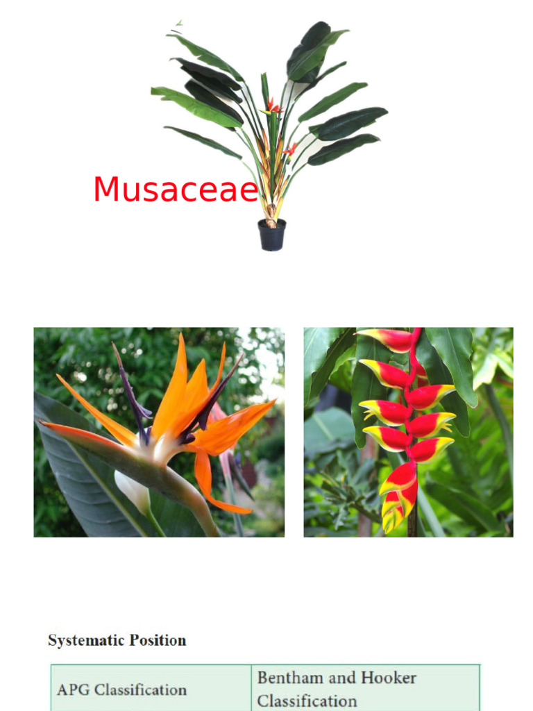 Musaceae | PDF | Flowers | Banana
