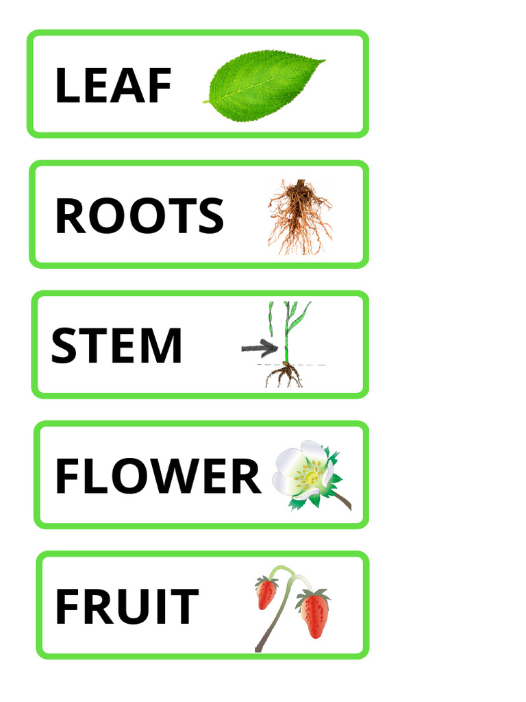 Parts of The Plant Flashcards - VEGETABLES NAMES | PDF