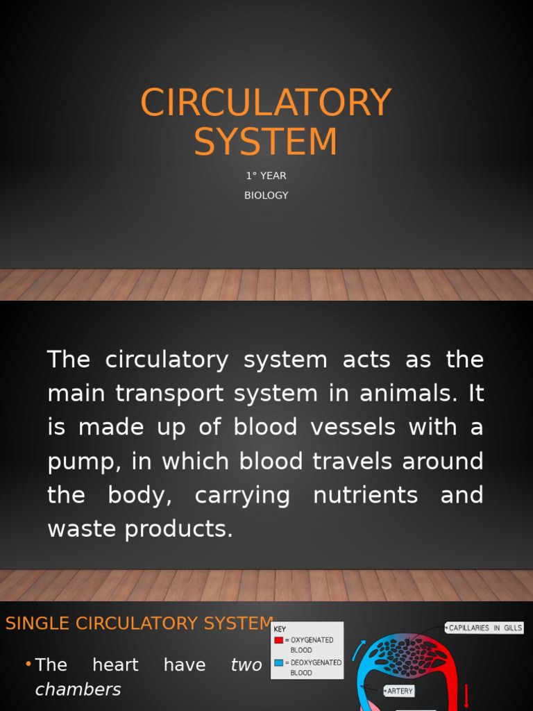 Understanding the Circulatory System | PDF