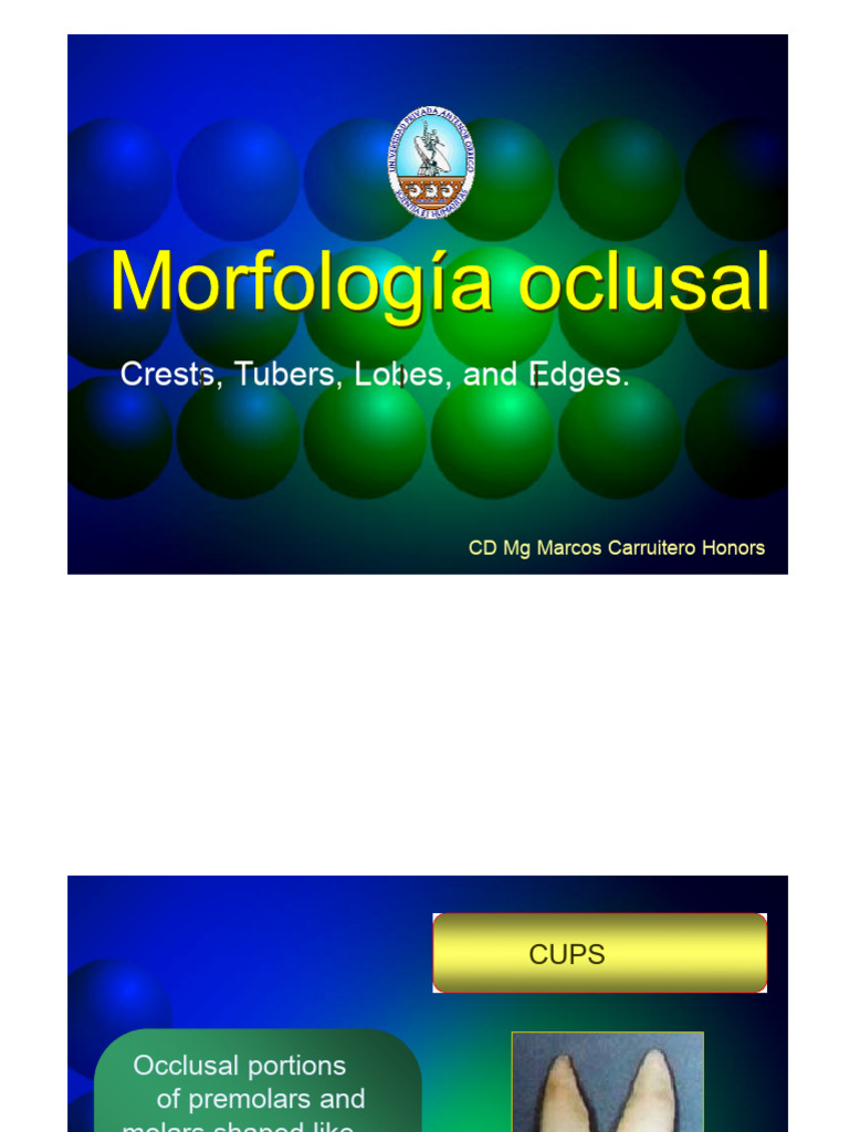 Cuspids, Ridges, Tubercules, and Lobes. | PDF | Primate Anatomy | Dentistry