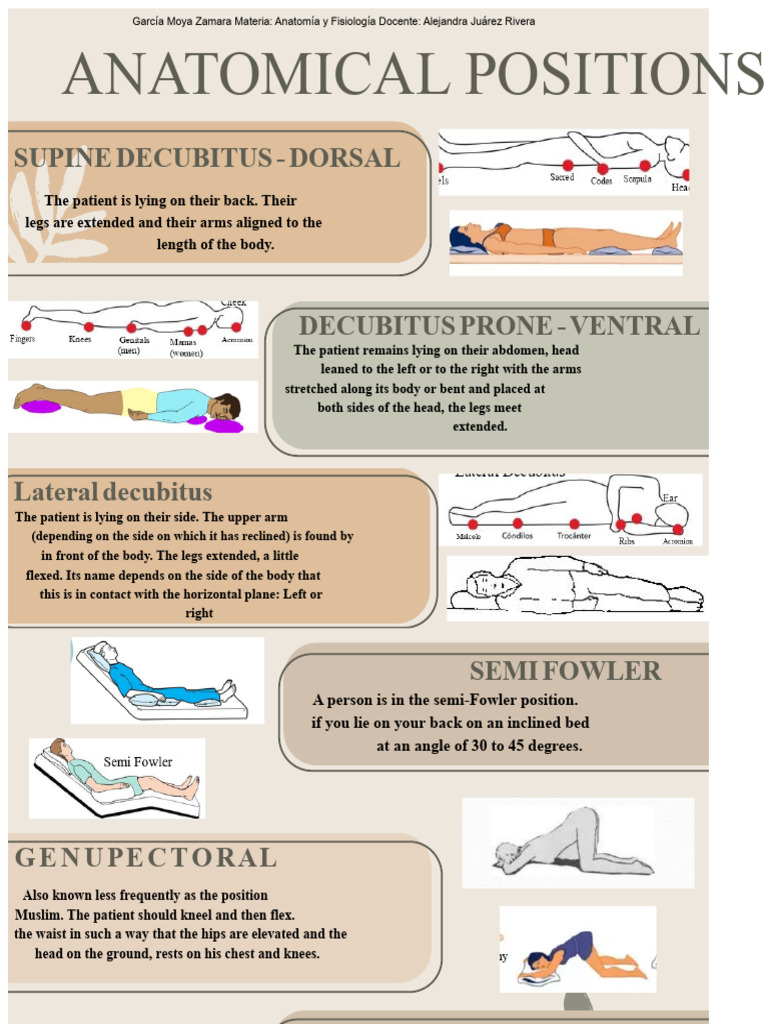 Anatomical Position Infographic-1 | PDF