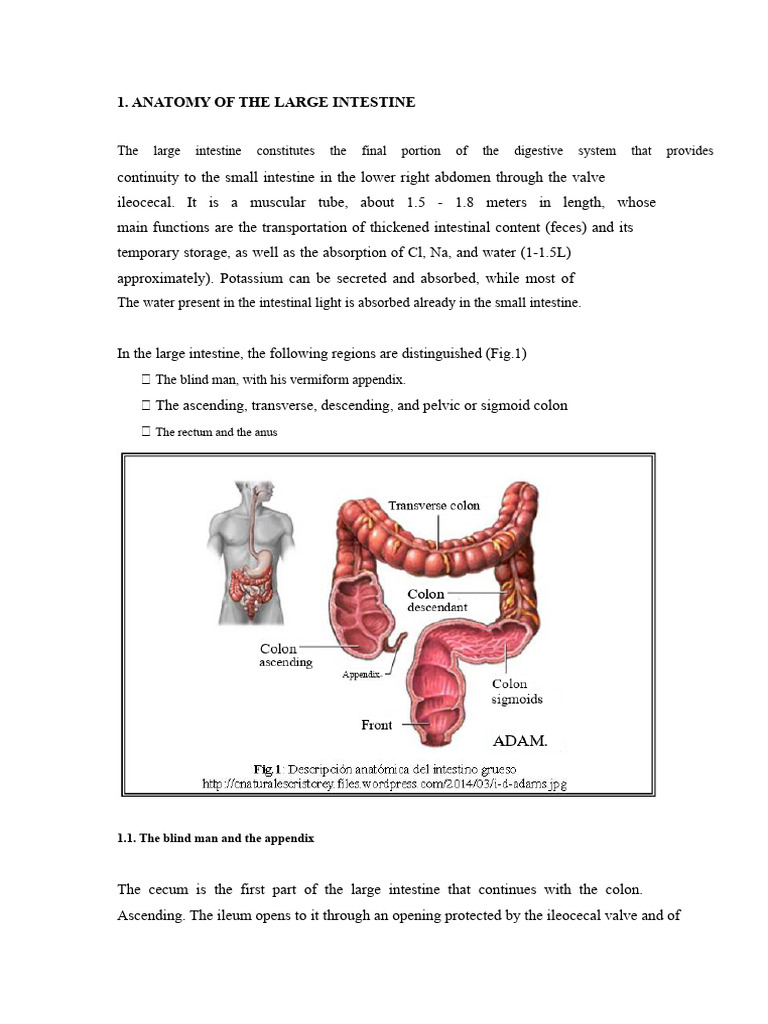Anatomy and Functions of the Large Intestine | PDF | Large Intestine ...