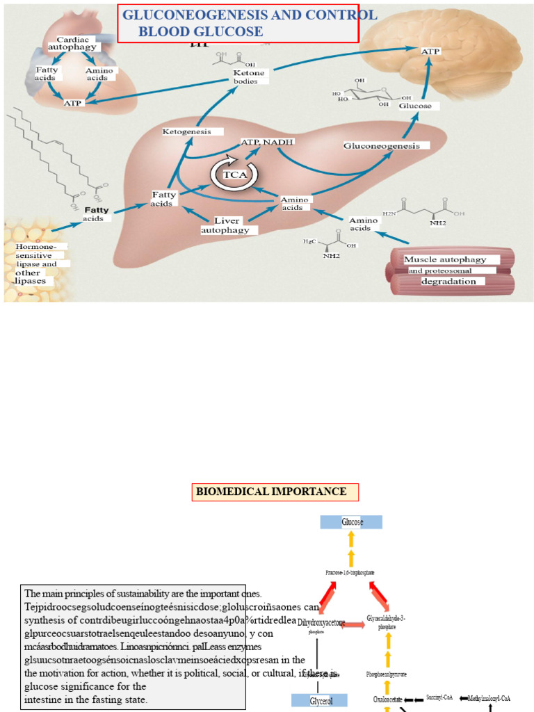 Understanding Gluconeogenesis and Blood Sugar | PDF | Glycolysis | Glucose
