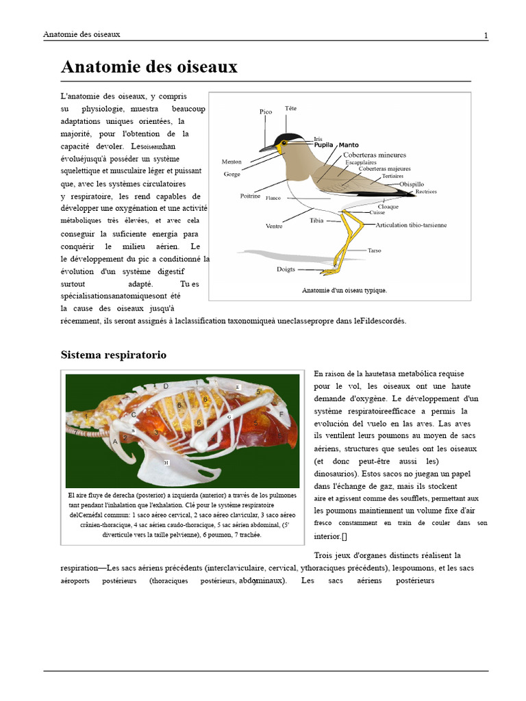 Anatomie et physiologie des oiseaux | PDF | Oiseaux | Poumon