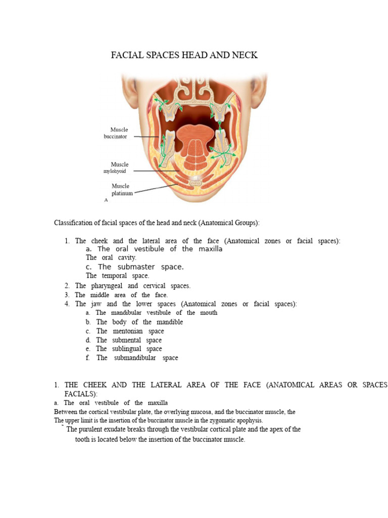 Facial Spaces of The Head and Neck | PDF | Anatomical Terms Of Location ...