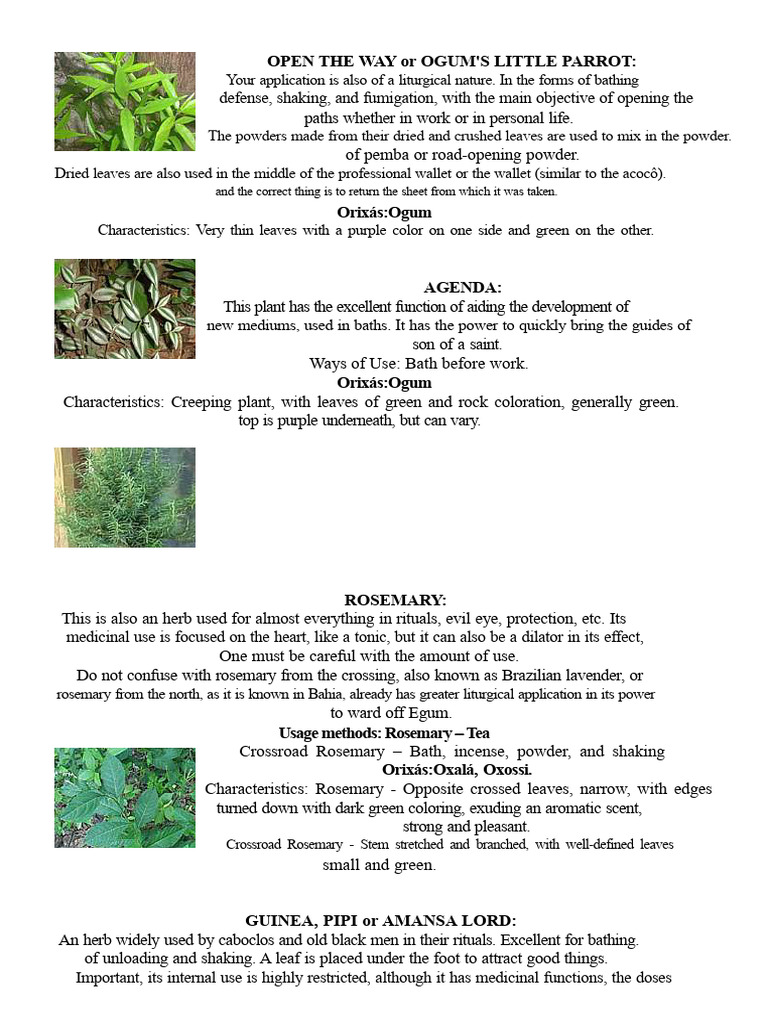Herbs and Rituals in Umbanda | PDF | Leaf