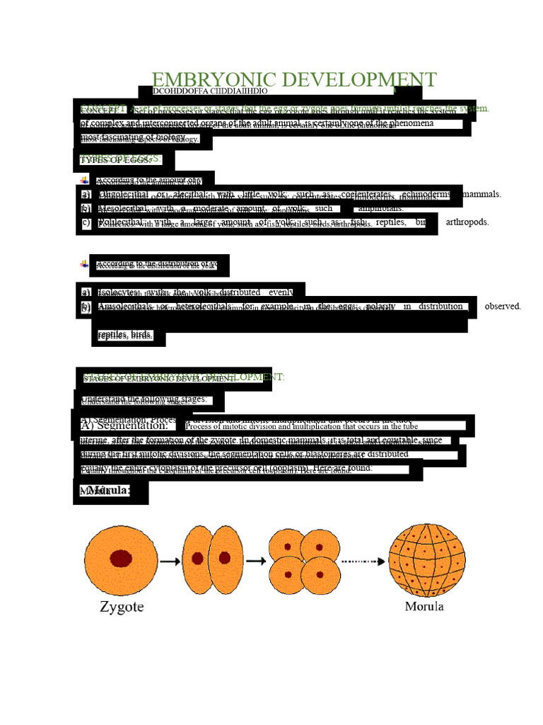 Embryonic Development Work | PDF | Embryo | Biological Processes