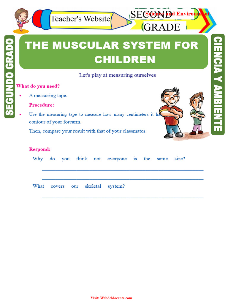 Understanding the Muscular System for Kids | PDF | Muscle | Skeletal Muscle