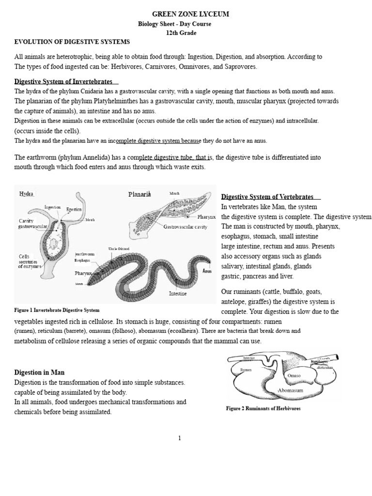 Evolution of Digestive Systems | PDF | Digestion | Stomach