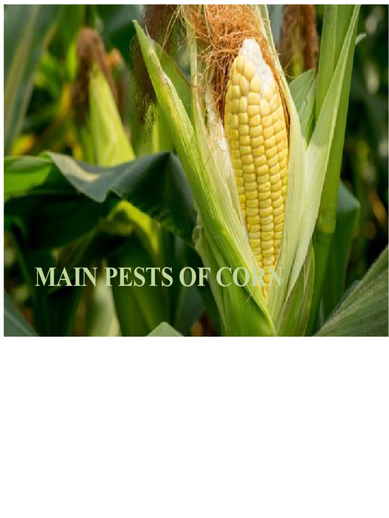 Main Corn Pests... 2020... 1 - July | PDF | Pest (Organism) | Maize