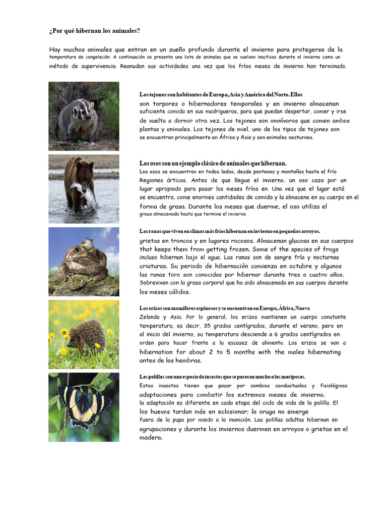 ¿Por Qué Hibernan Los Animales? | PDF | Osos | Mariposa