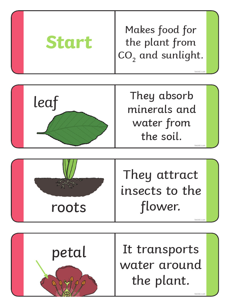 Au t 1722 Parts of a Plant Loop Cards Ver 1 | PDF