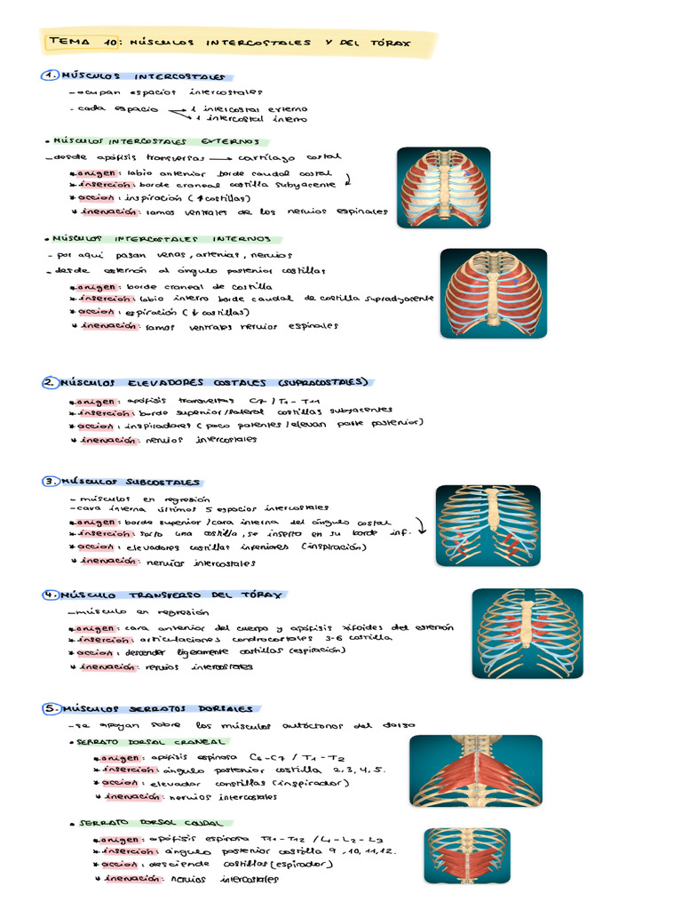 TEMA 10 ANATOMÍA | PDF