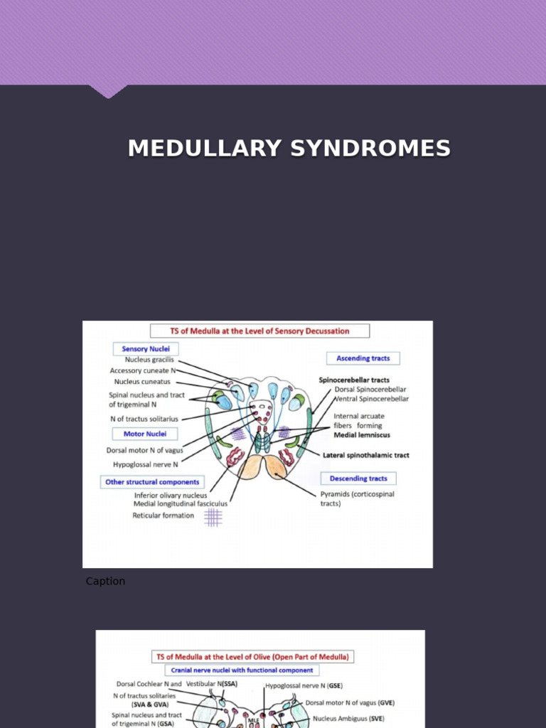 MEDULLA | PDF | Spinal Cord | Nervous System