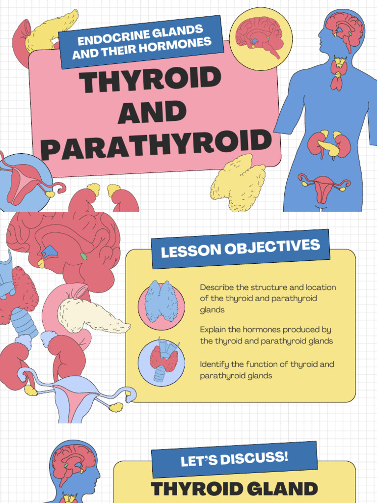 The Female Endocrine System Educational Presentation in Blue Yellow and ...